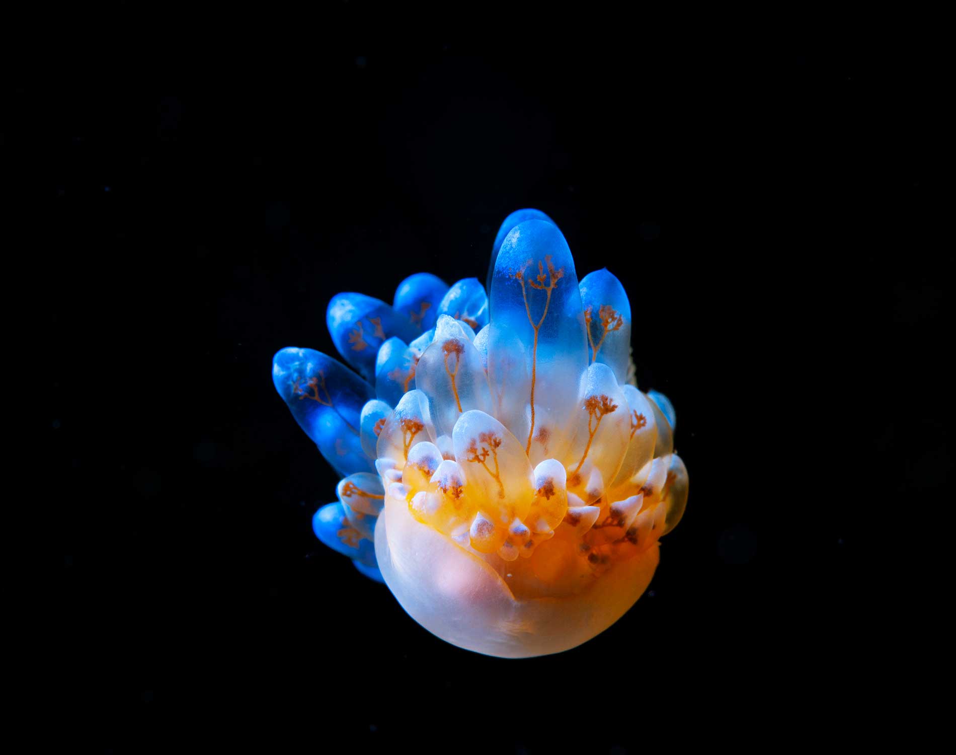 Strategic Governance Through Joint Ventures: New Models in Chile’s ...